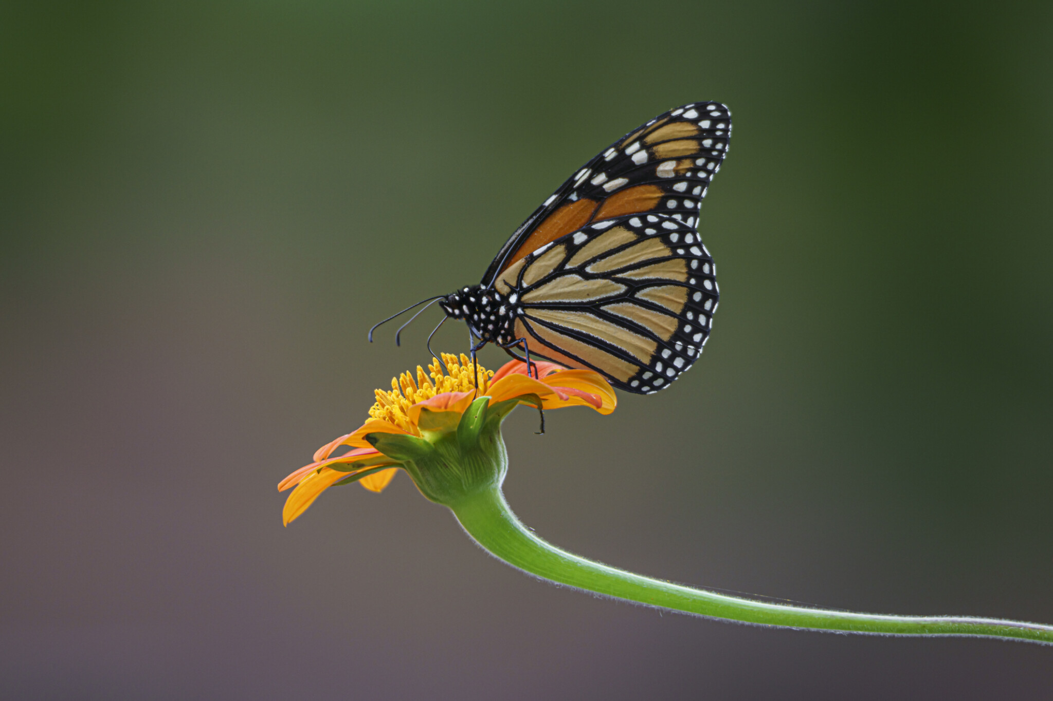 Celebrate Monarch Migration in Oklahoma - TulsaKids Magazine