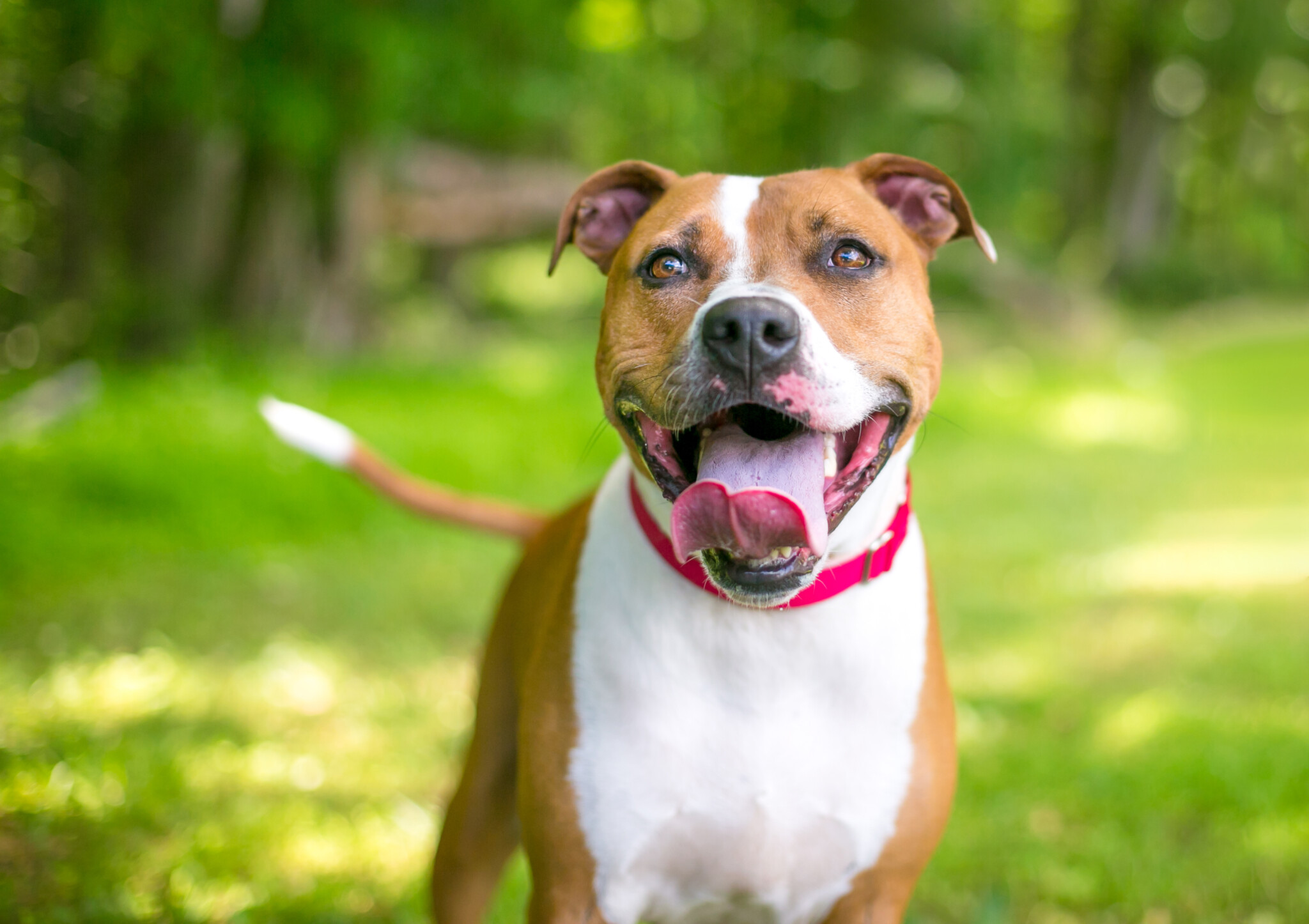 Large Dog Adoptions at Tulsa Animal Services Remain Free; Modest ...
