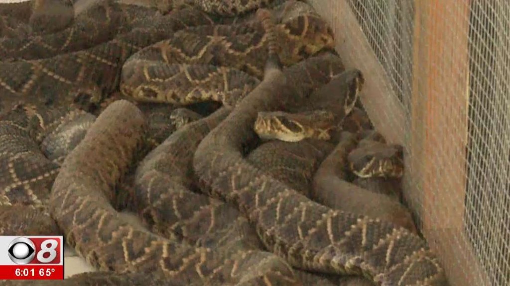 60th Annual Opp Rattlesnake Rodeo Features The Oak Ridge Boys - WAKA 8