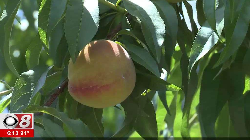 Peach Crop Hurt By Weekend Cold Snap? - WAKA 8