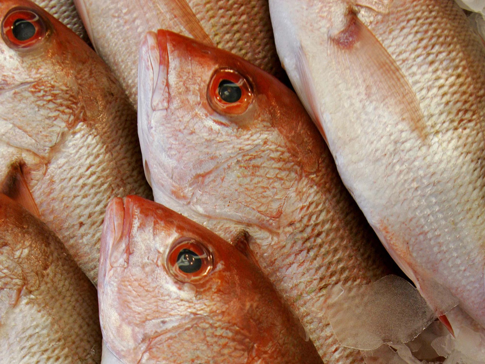 Solution to Shortened Red Snapper Season? - WAKA 8