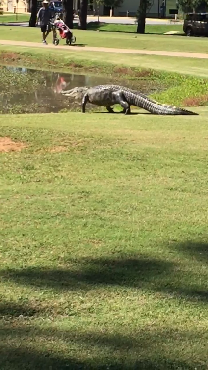 Alligator Encounter Caught on Camera - WAKA 8