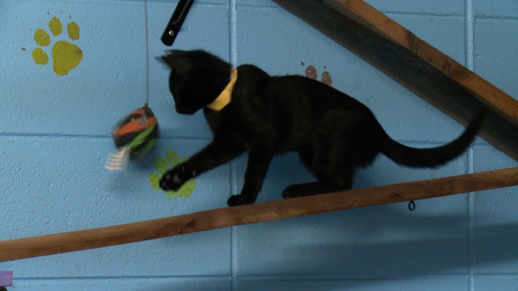 Selma Animal Shelter Set to Host Pet Adoption Event - WAKA 8