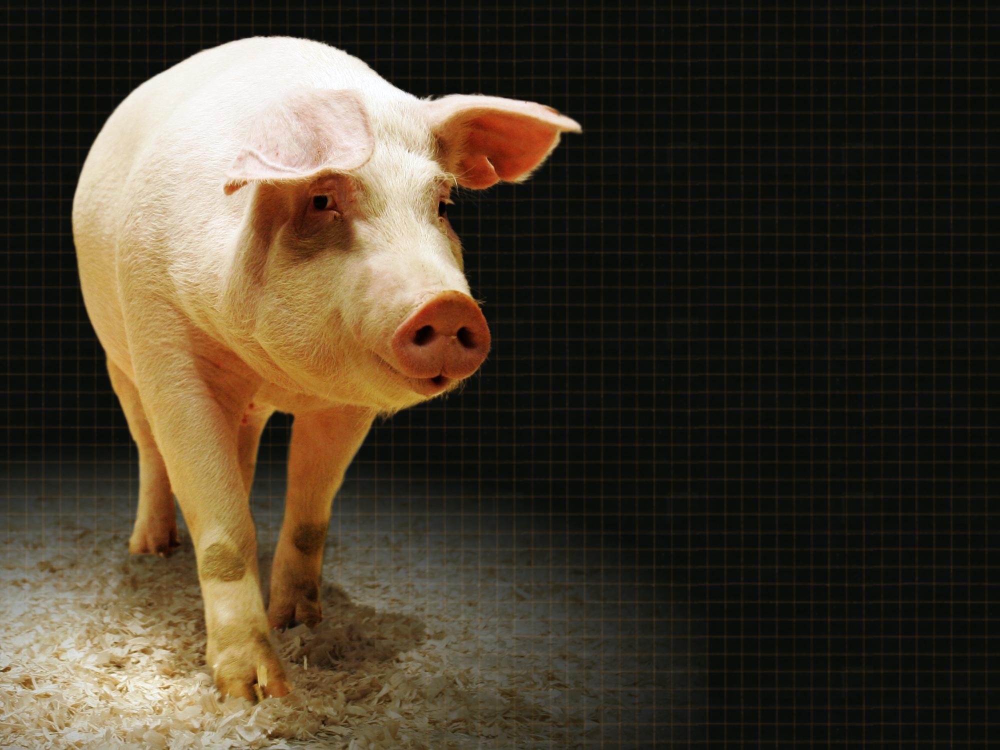 Feral Swine Poison Tests to Take Place in Alabama - WAKA 8