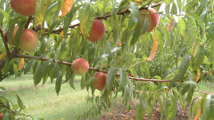 Peach Growers Satisfied with a Good Crop During Peak Season - WAKA 8