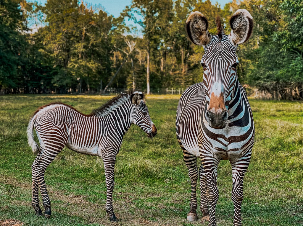 Alabama Safari Park Announces Birth of the Zoo's First Grevy's Zebra ...