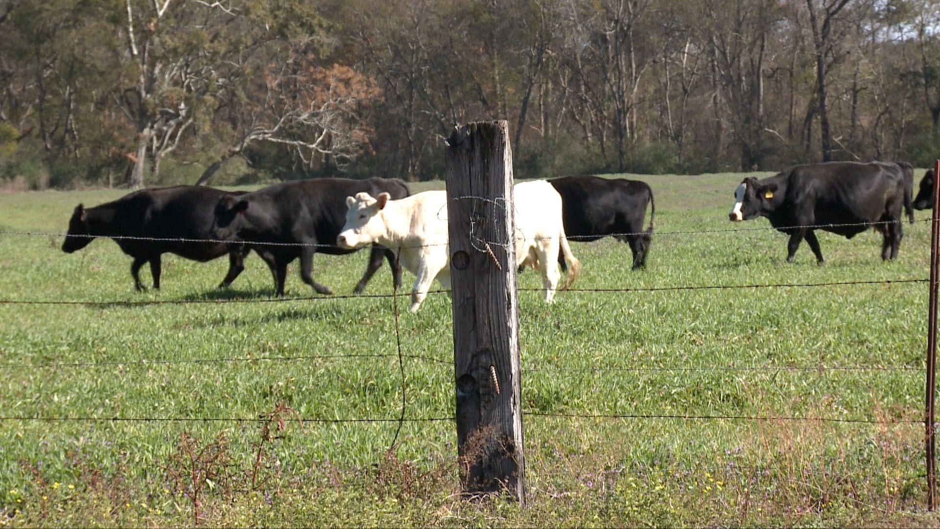 Thieves Steal Farm Equipment in Dallas Co. - WAKA 8