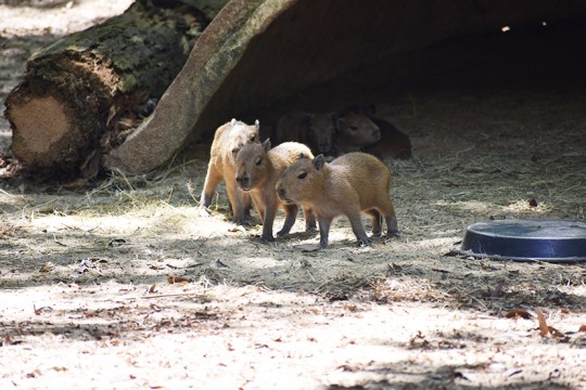 7 Capybara Pups Born at Montgomery Zoo - WAKA 8