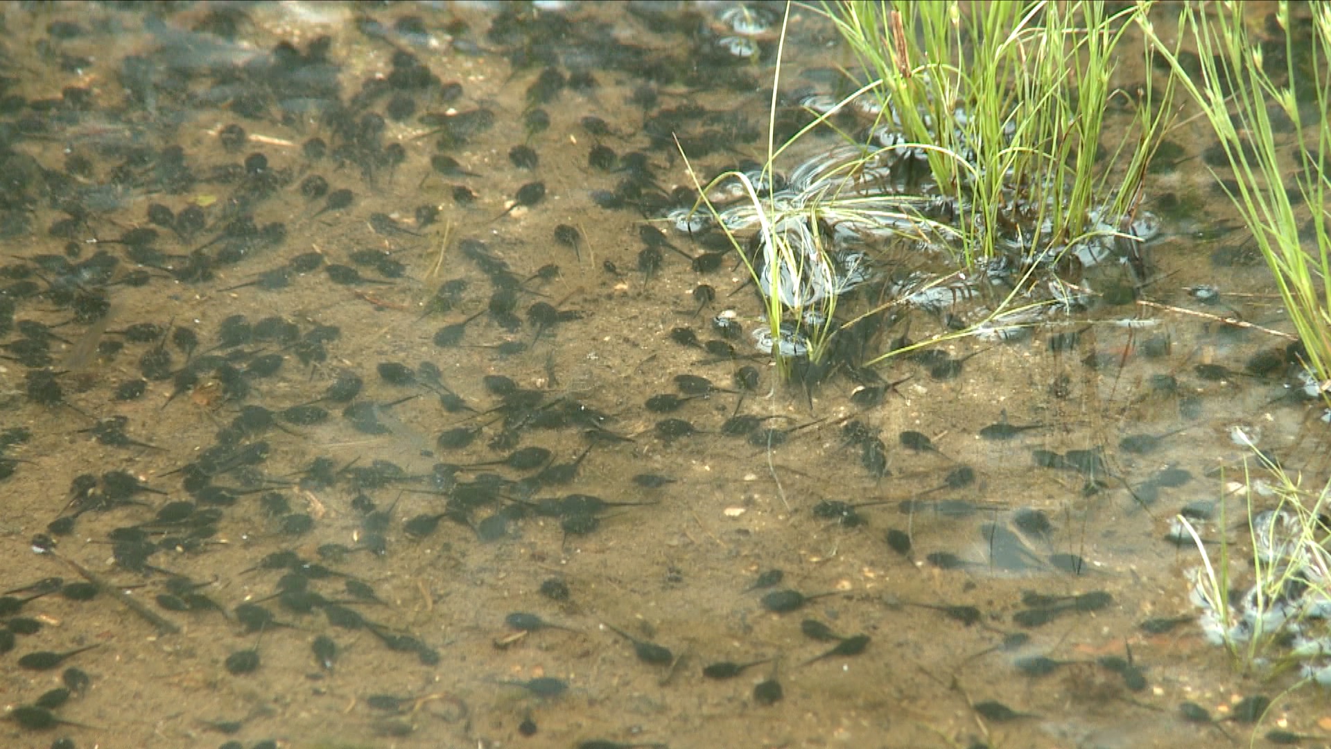 Raw Sewage & Swamp Water Issues in Dallas Co. - WAKA 8