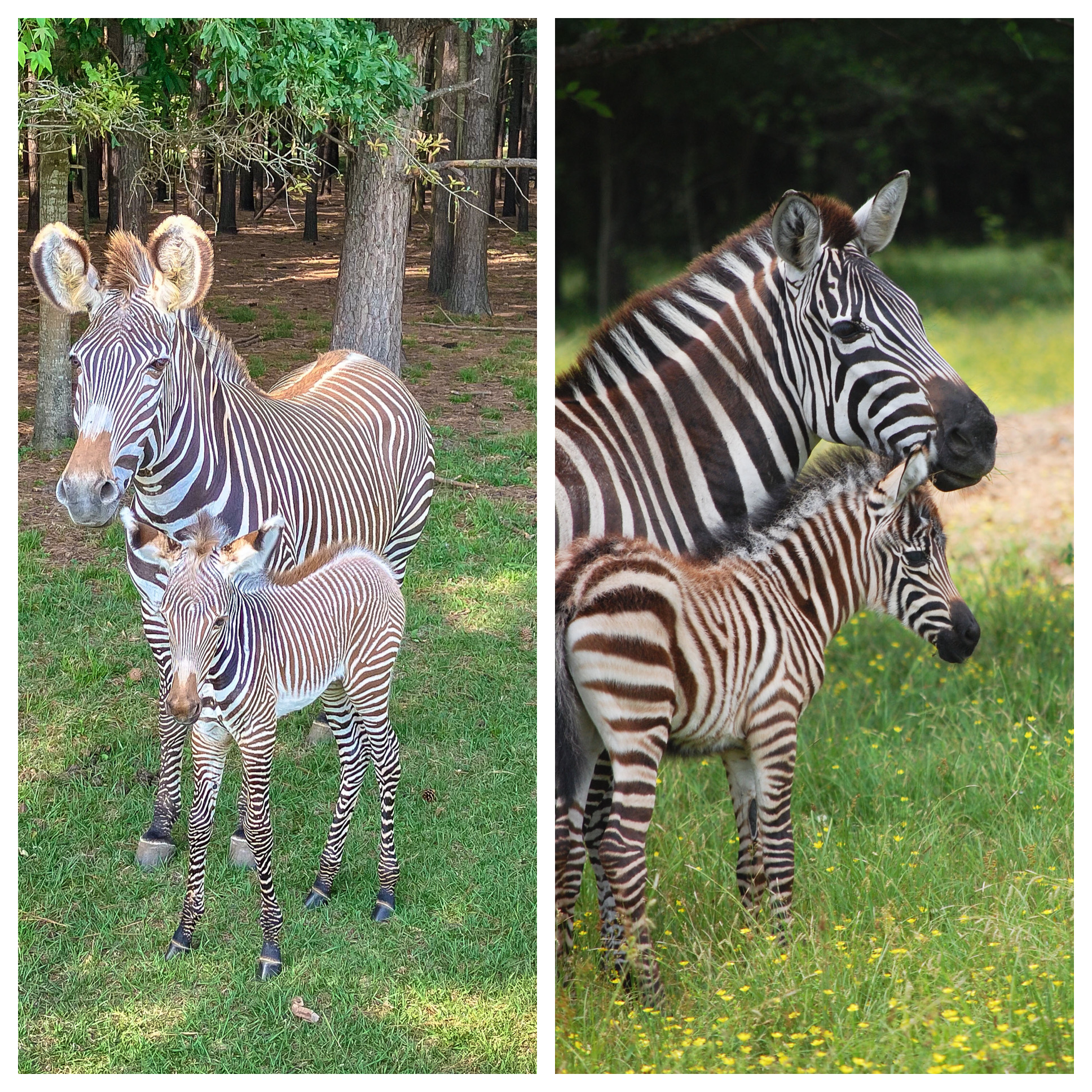 Alabama Safari Park welcomes two new zebra foals - WAKA 8