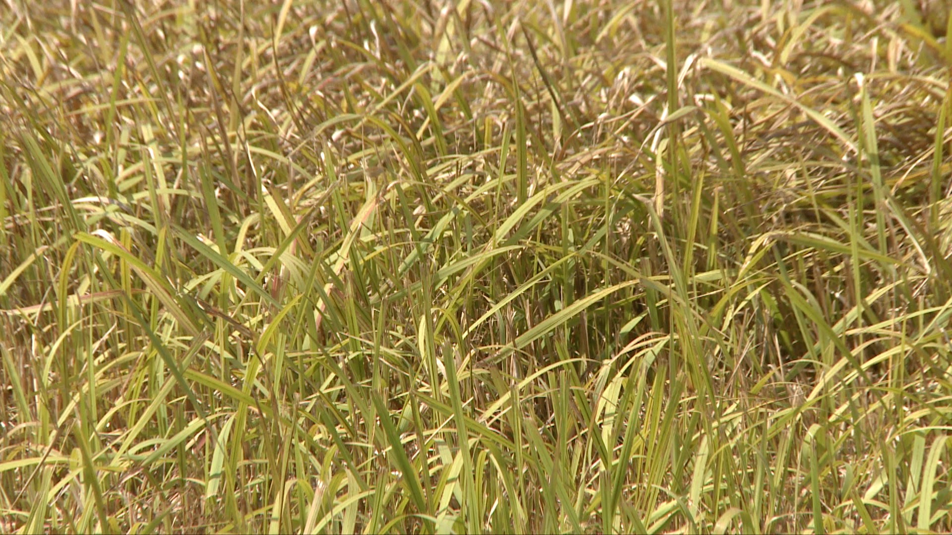 Invasive Grass Threatens Cattle Farms and Timberlands - WAKA 8