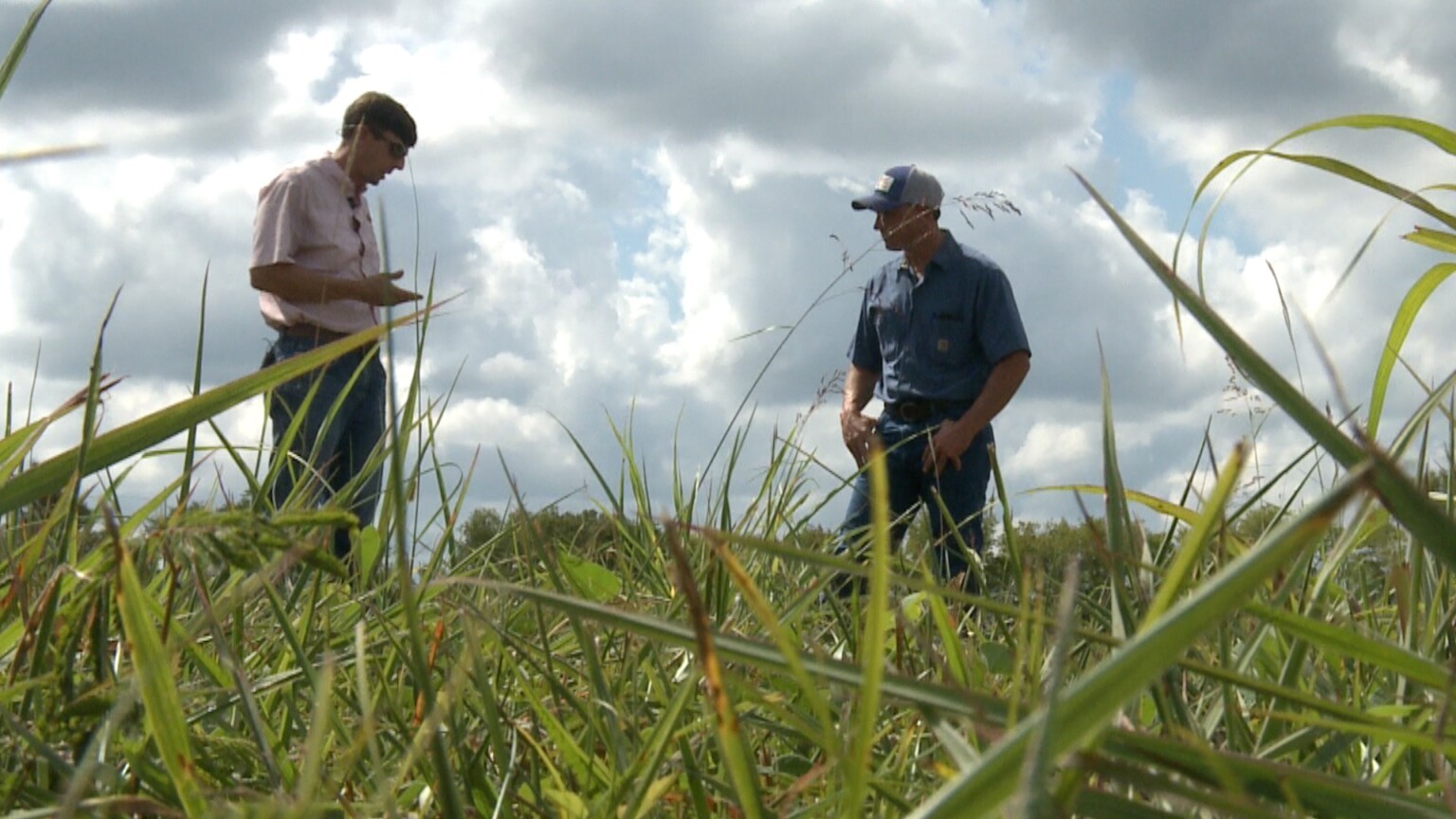 Invasive Grass Threatens Cattle Farms and Timberlands - WAKA 8