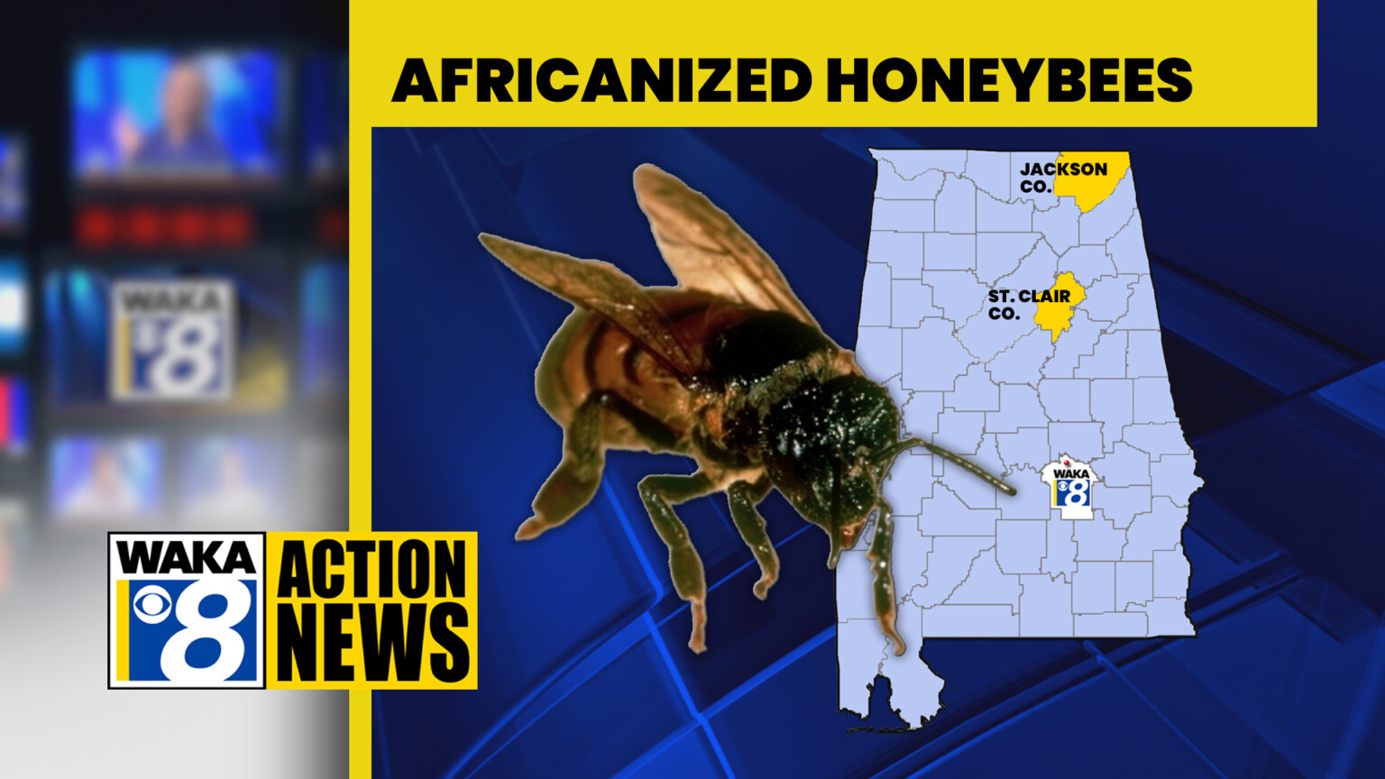 Africanized Honeybees found in Alabama - WAKA 8