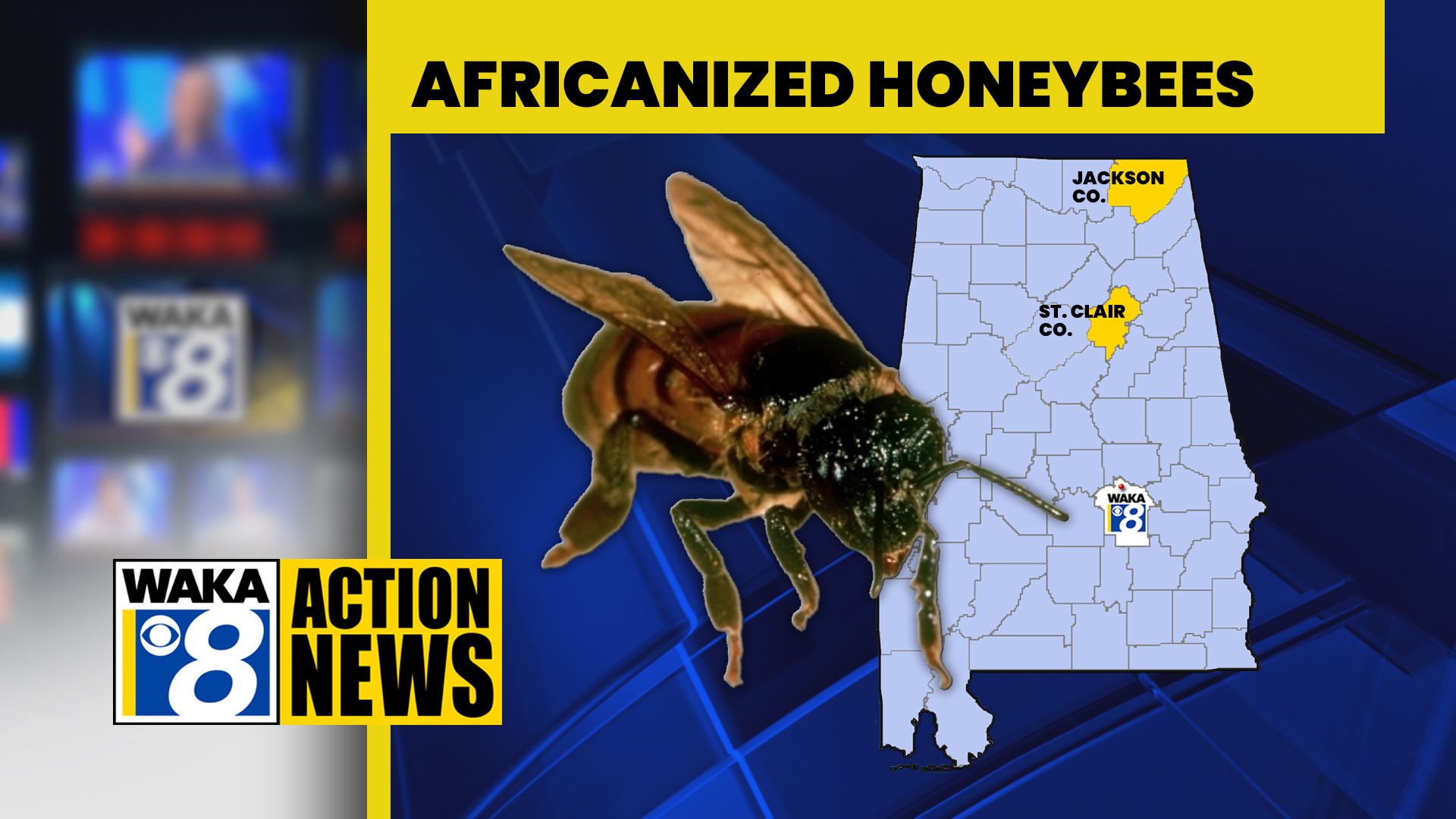 Africanized Honeybees found in Alabama - WAKA 8