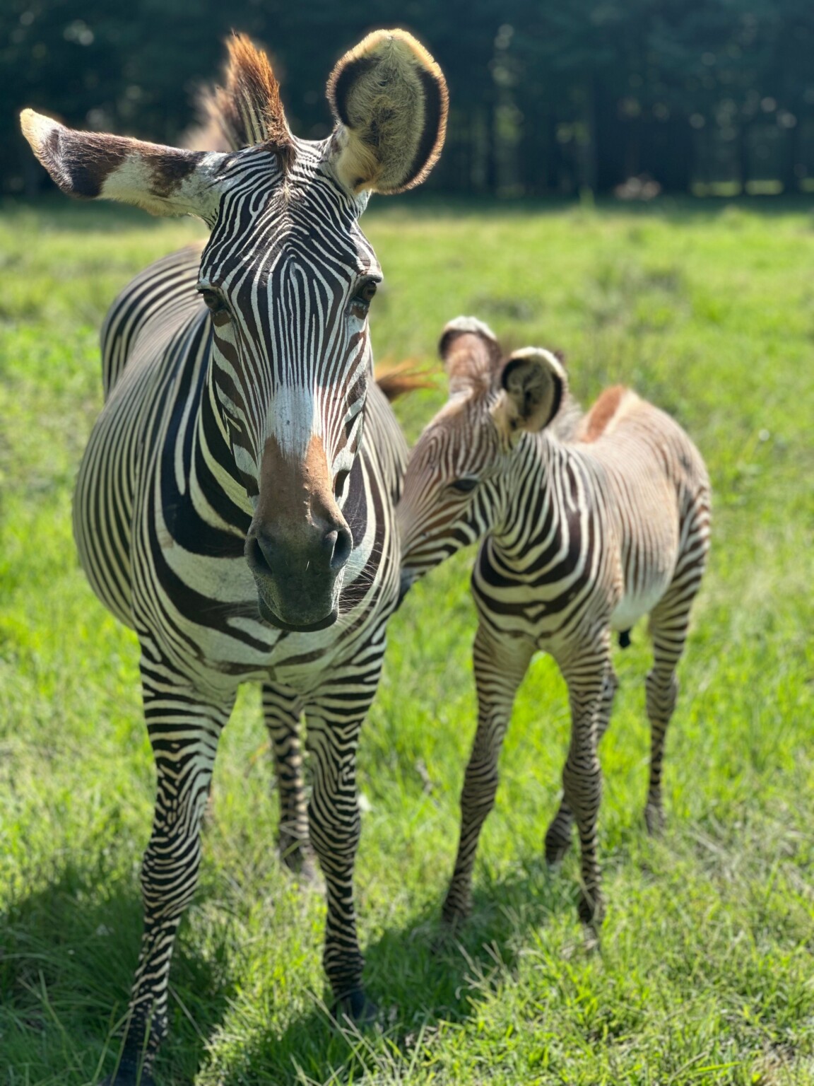 Alabama Safari Park welcomes new rare Grevy zebra foal - WAKA 8