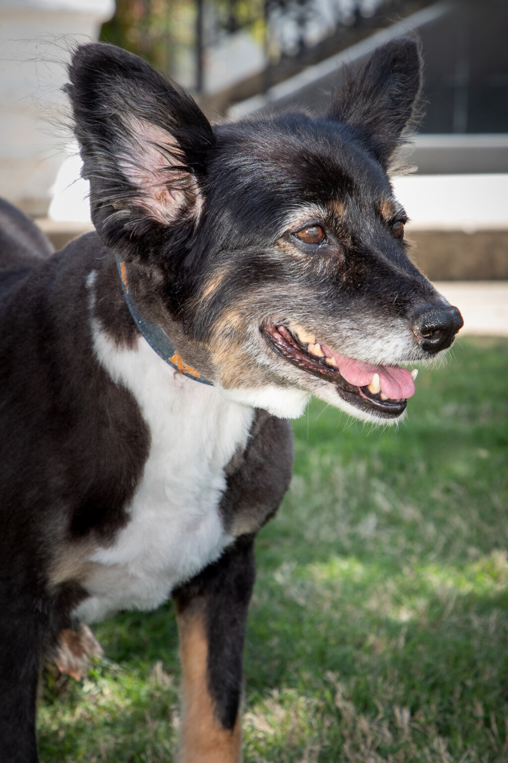 Alabama's First Dog, Missy Ivey, passes away - WAKA 8