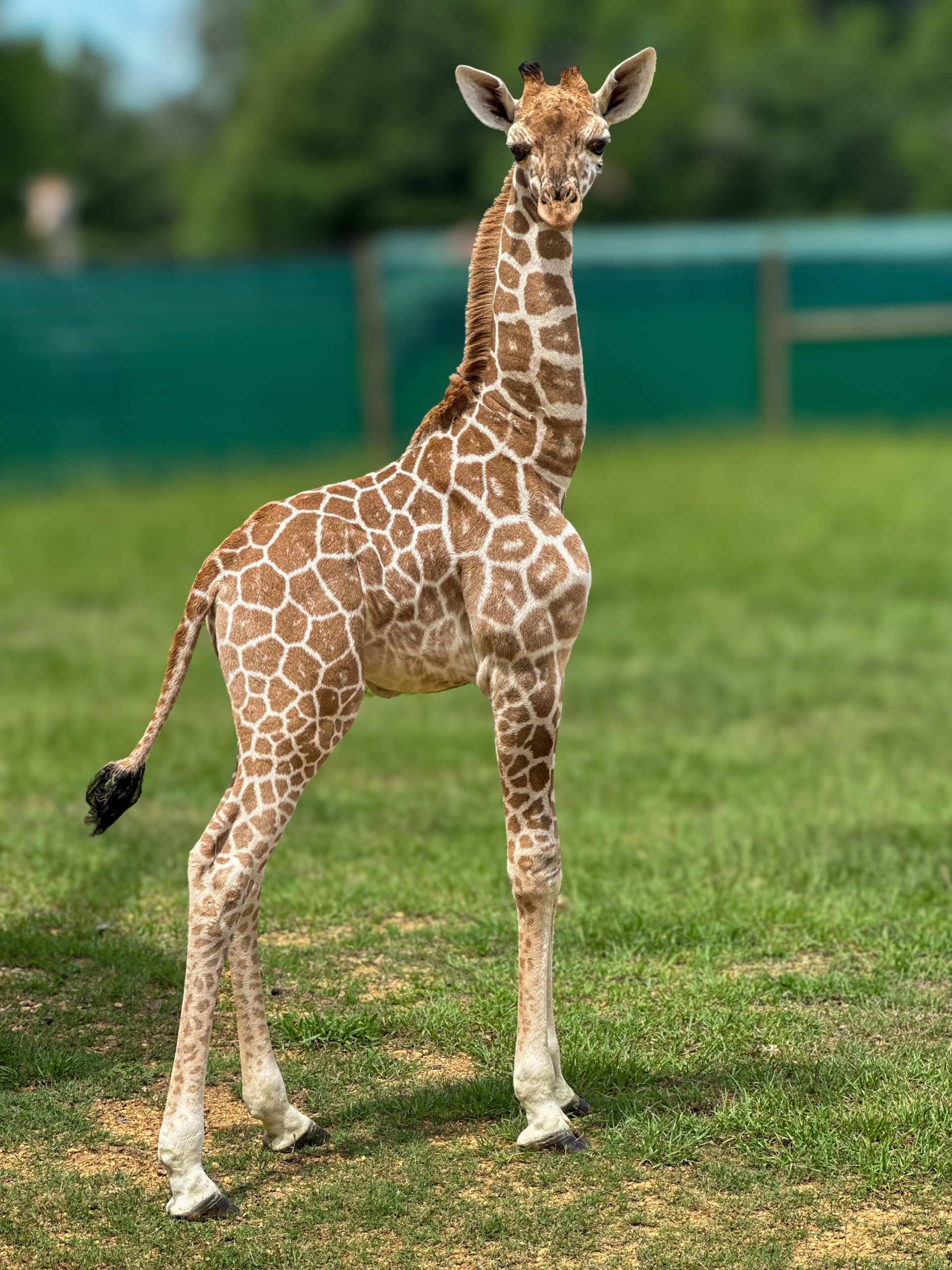 First giraffe calf born at Alabama Safari Park - WAKA 8