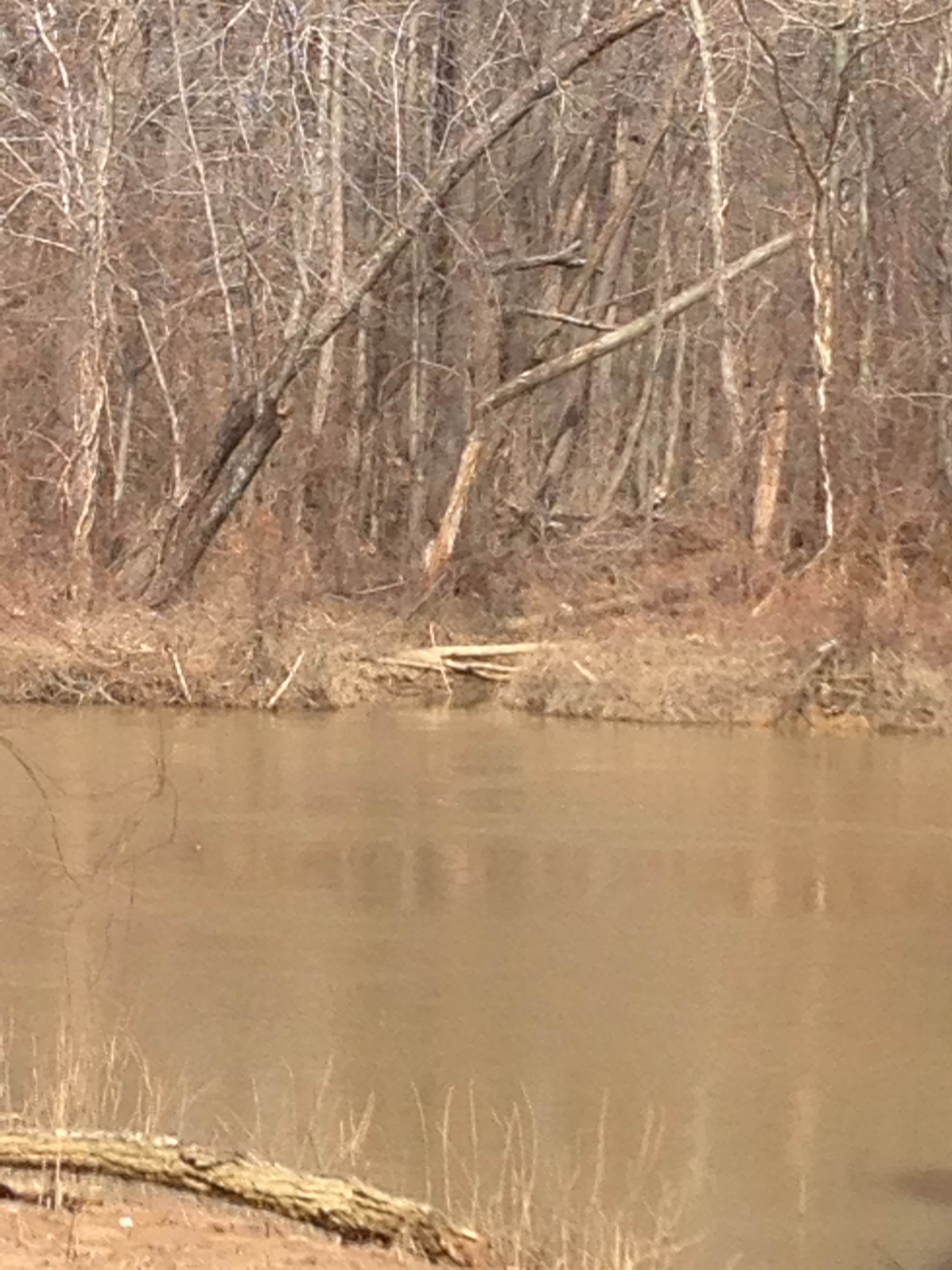 More Industrial Waste Could Be Allowed in Hatchie River - WBBJ TV