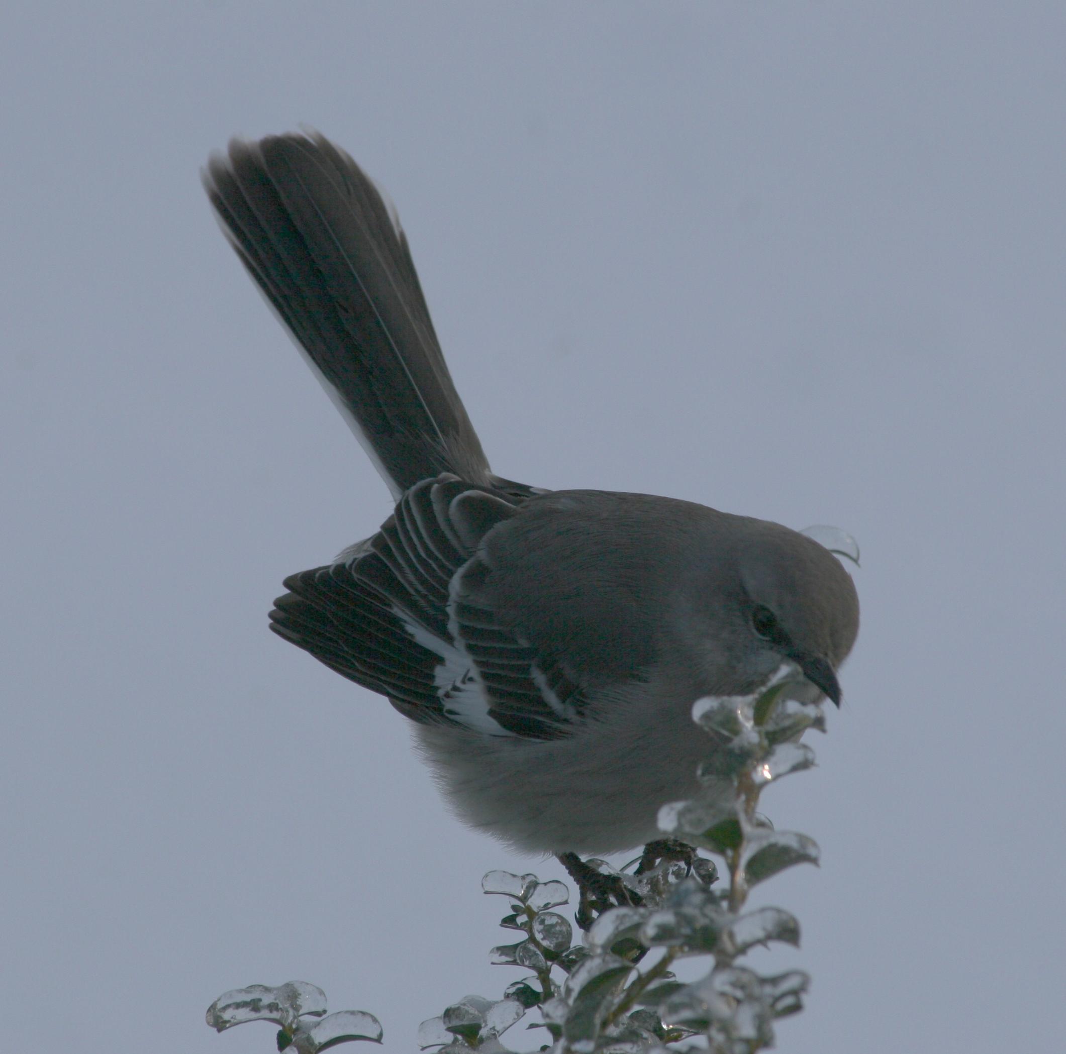 Union: Bird Infestation Caused Social Security Office Shutdown - WBBJ TV