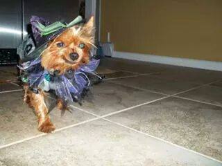 ferggy - Submitted by Evelyn Simpson - WBBJ TV