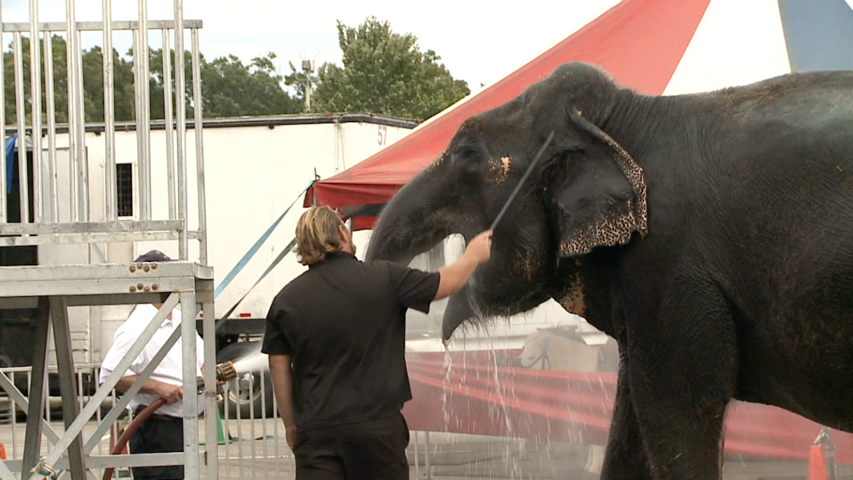 State: Circus elephants who visit Tennessee must be chained when not ...