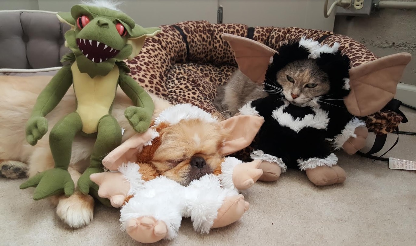 Gizmo the dog and Egon the cat as the Gremlins - Deb Veloso - WBBJ TV
