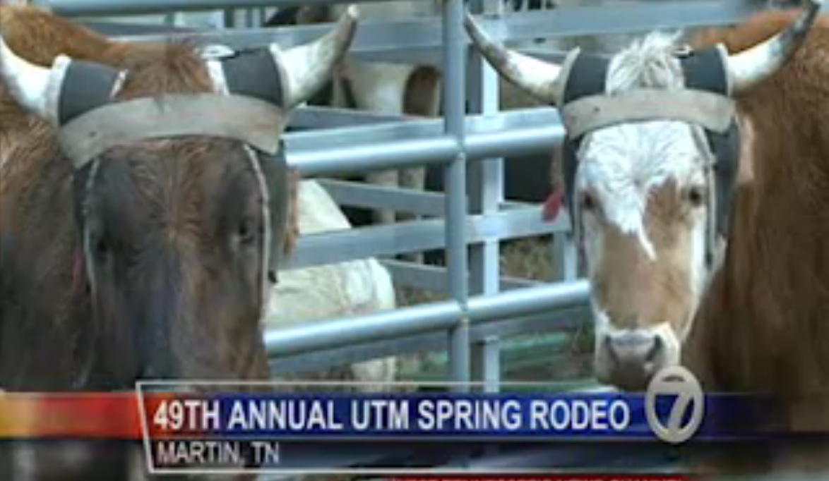 49th annual UT Martin Spring Rodeo kicks off - WBBJ TV