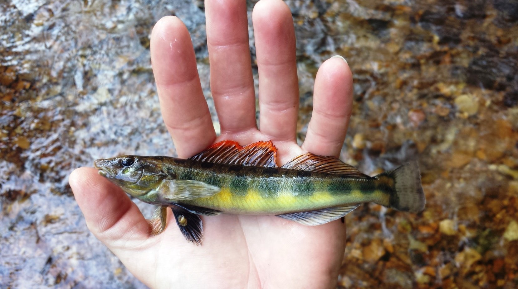 TVA says it has discovered new fish species in Tennessee - WBBJ TV