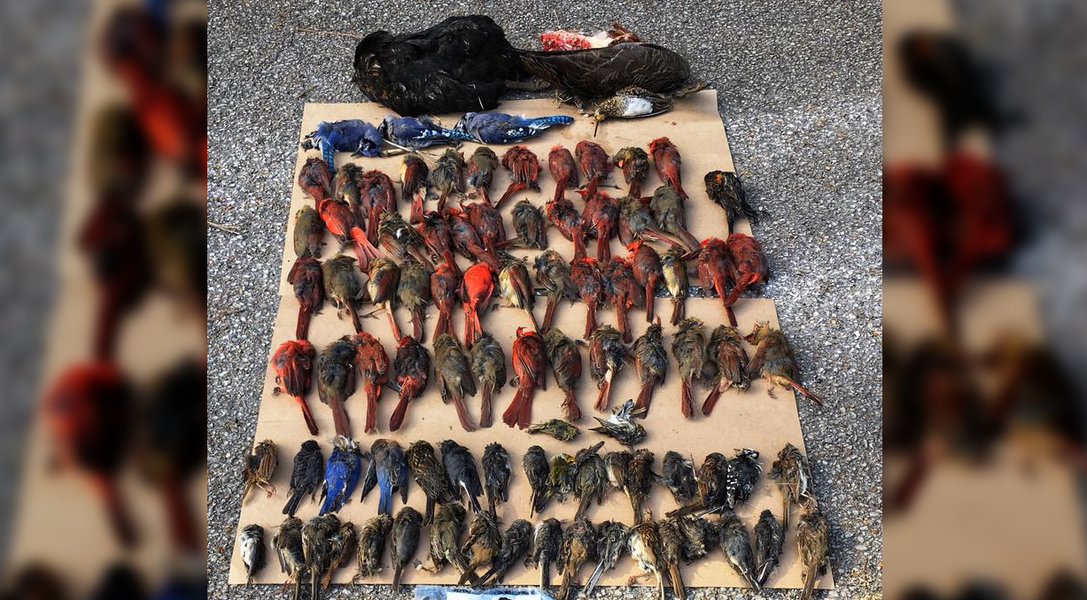 PETA offers up to $5,000 reward in bird shooting investigation - WBBJ TV