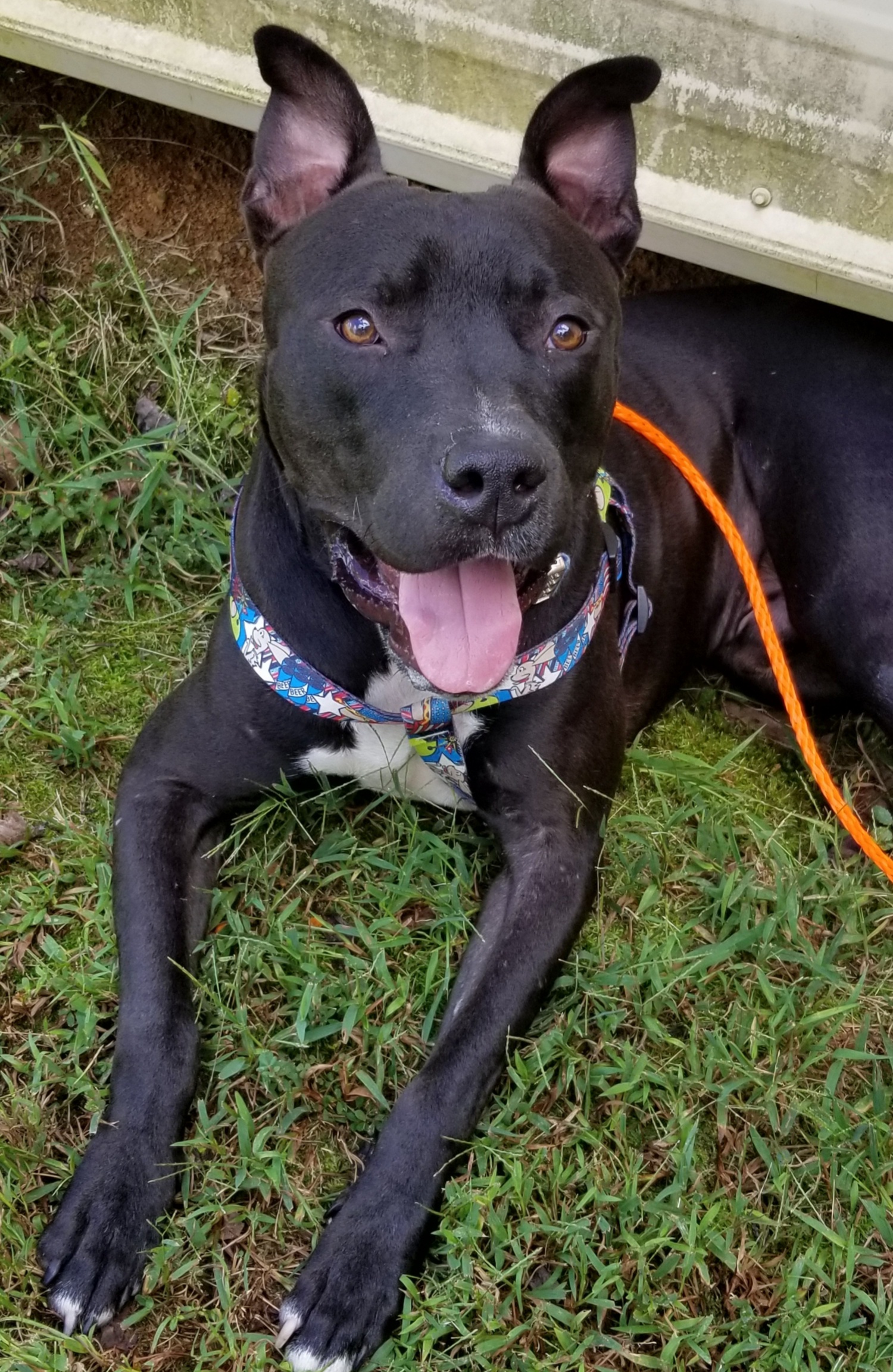 Meet "Hank the Tank," our Pet of the Week - WBBJ TV