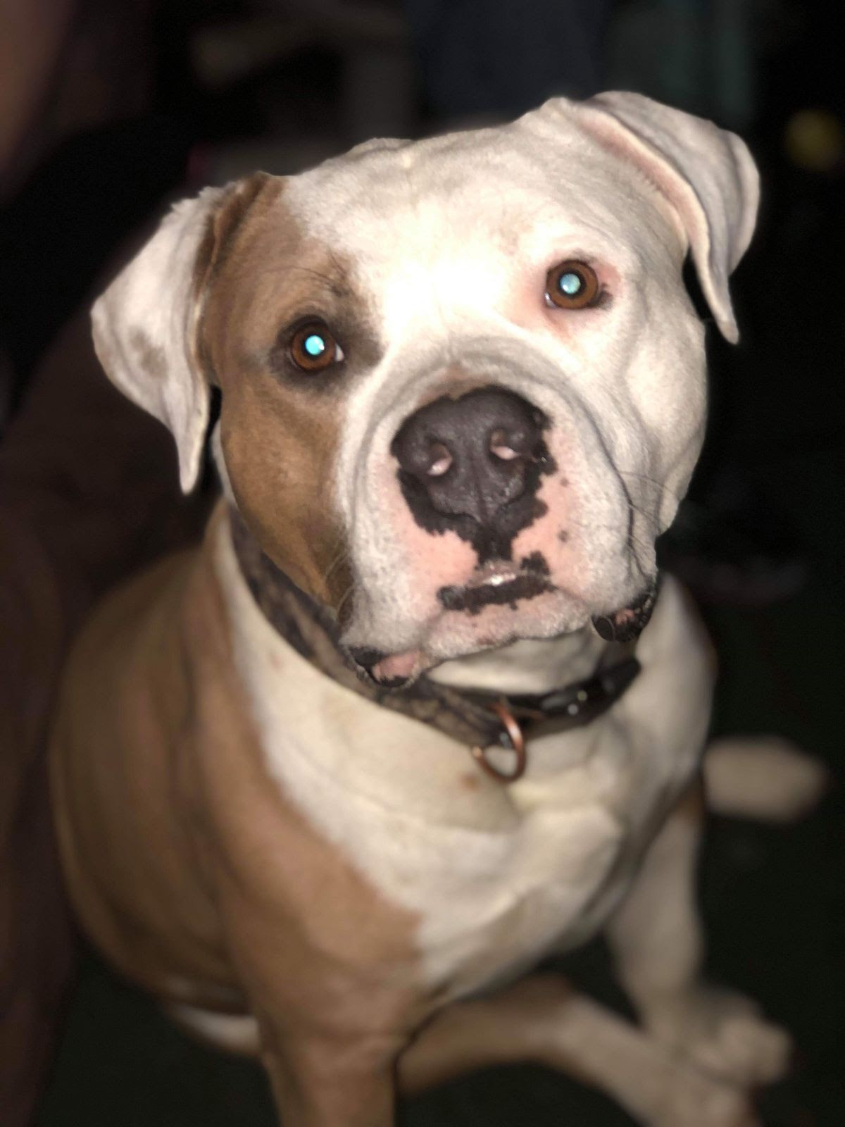Missing-pit-bull - WBBJ TV