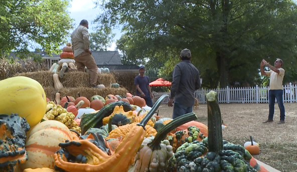 Green Acres Farms offering over 100 varieties of pumpkins this year ...