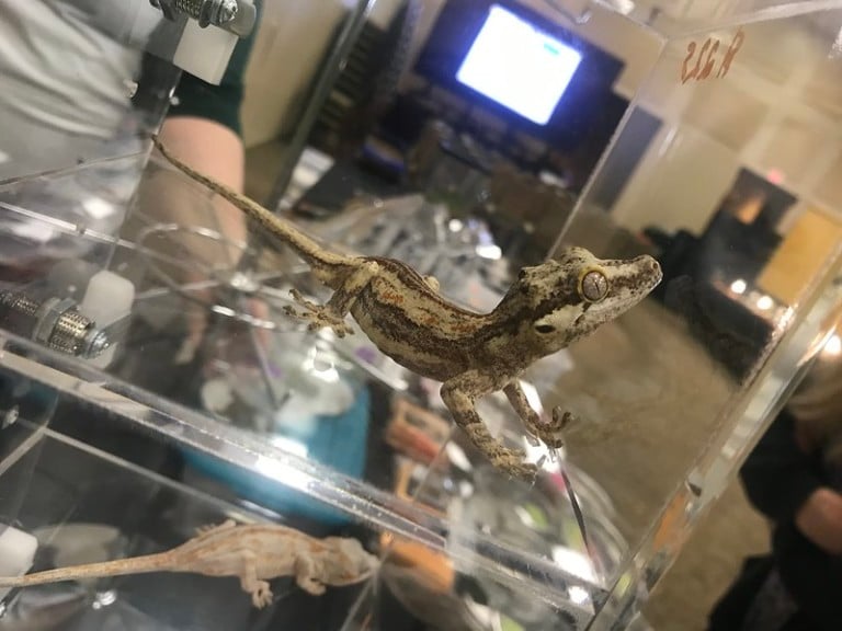 Repticon exhibit in Tennessee - WBBJ TV