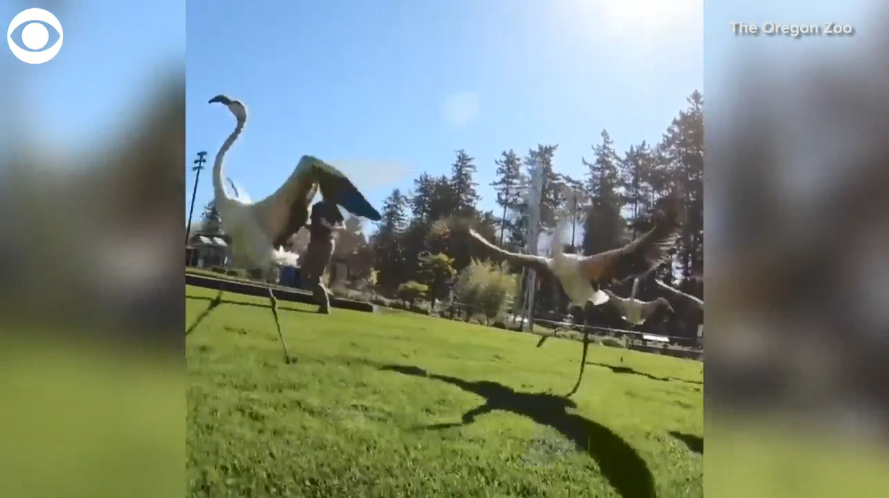 Flamingos take a stroll at Oregon Zoo - WBBJ TV