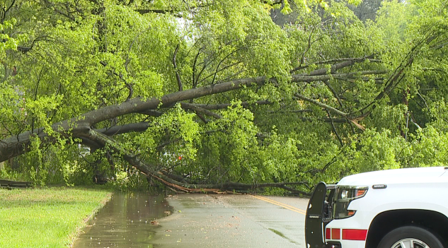 Fallen Tree Causes Power Outage Wbbj Tv