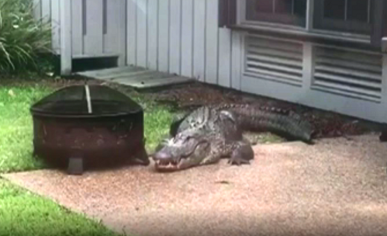 South Carolina family finds alligator in backyard - WBBJ TV