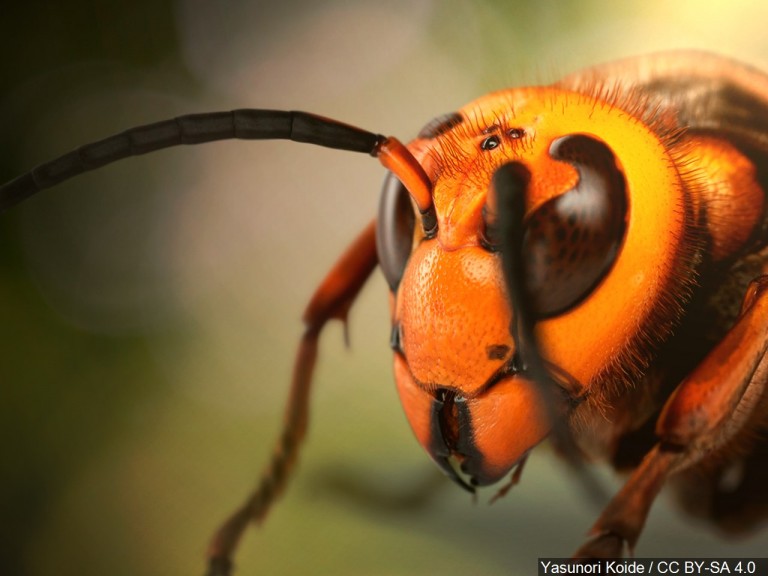 Deadly Asian insect discovered in Washington State - WBBJ TV