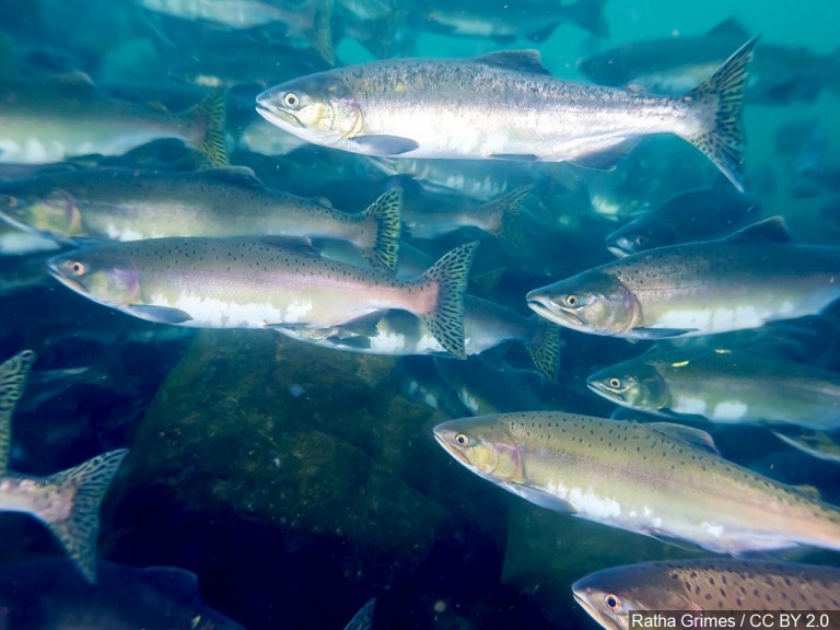 Genetically modified salmon head to US dinner plates - WBBJ TV