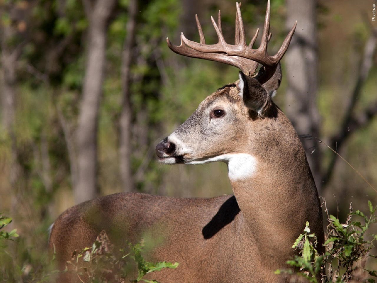 TWRA News: Tennessee's Gun Hunting Season for Deer Starts Saturday ...