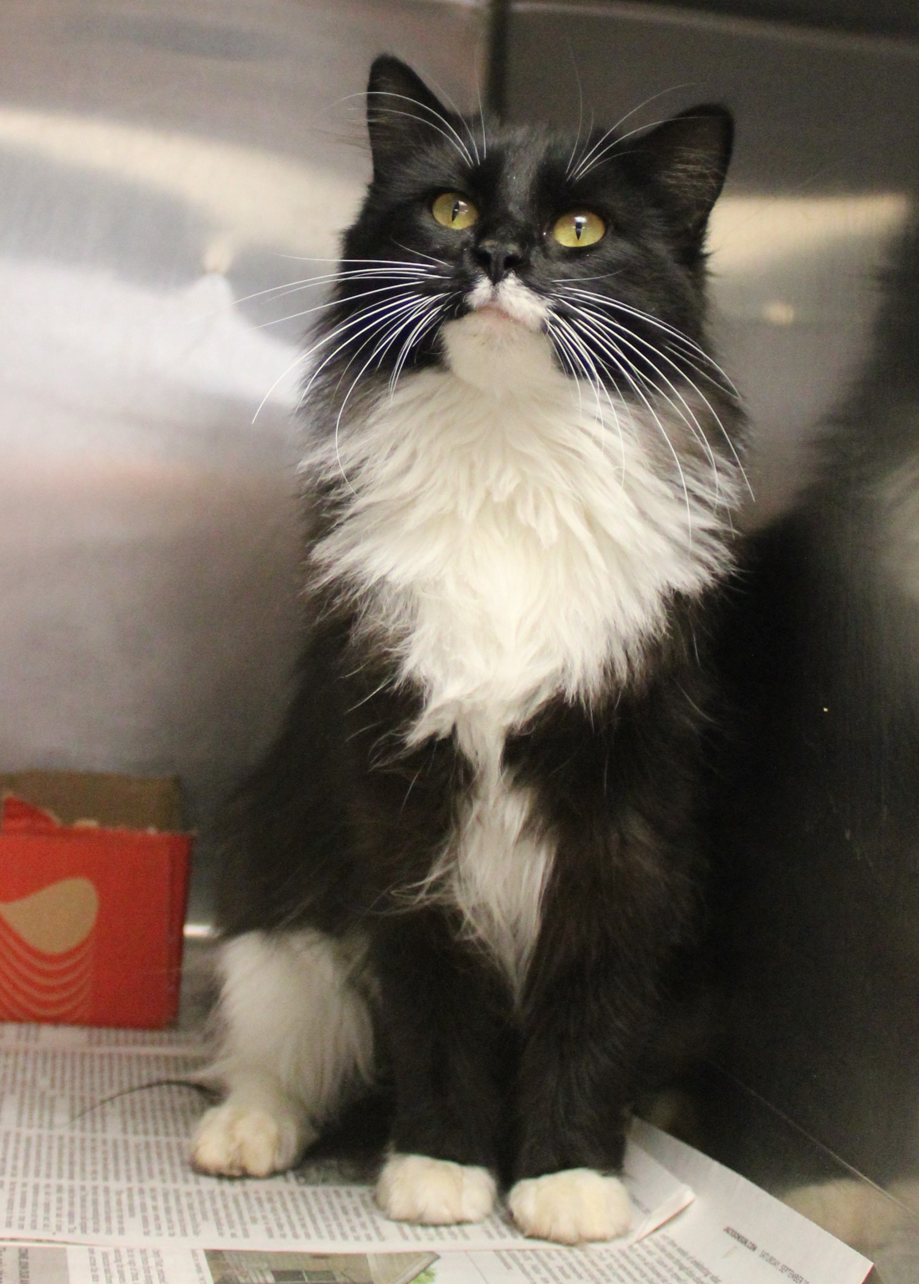 Cat of the Week: Lydia - WBBJ TV