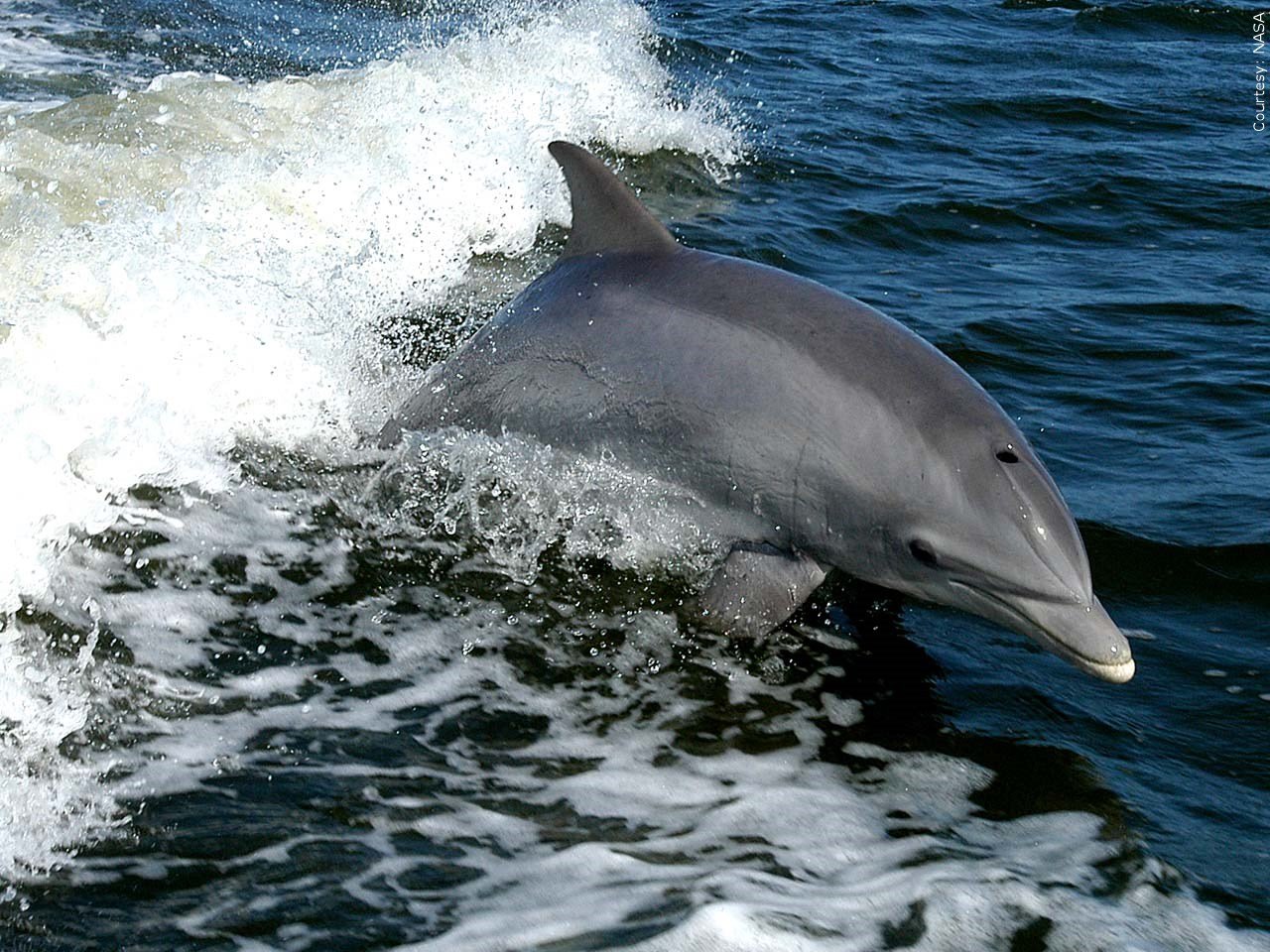 Wayward dolphin spotted swimming in river in Connecticut - WBBJ TV