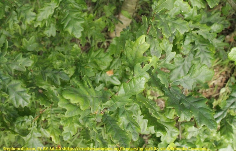 An 'MRI' for trees helps save live oaks on Mississippi Coast - WBBJ TV