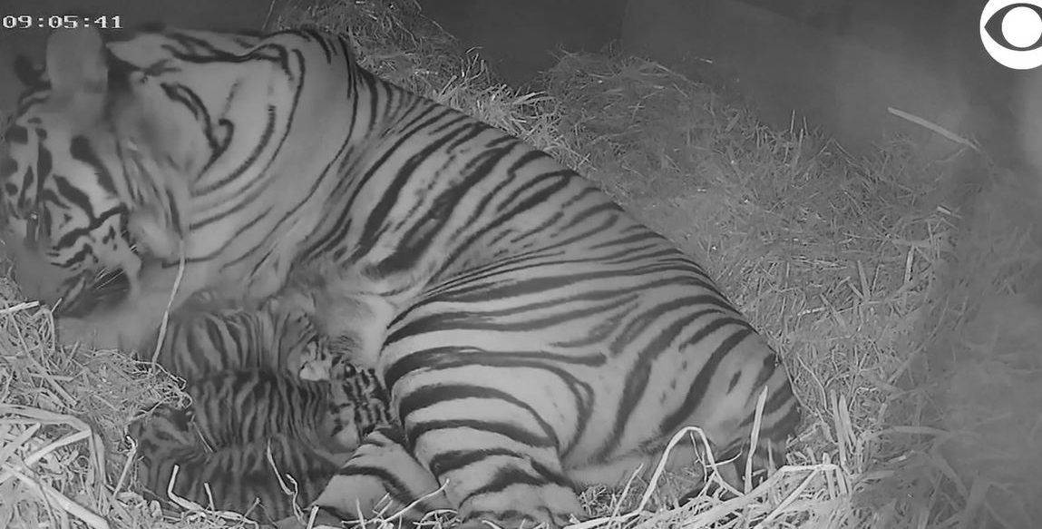 WEB EXTRA: Tiger triplets born at London Zoo - WBBJ TV