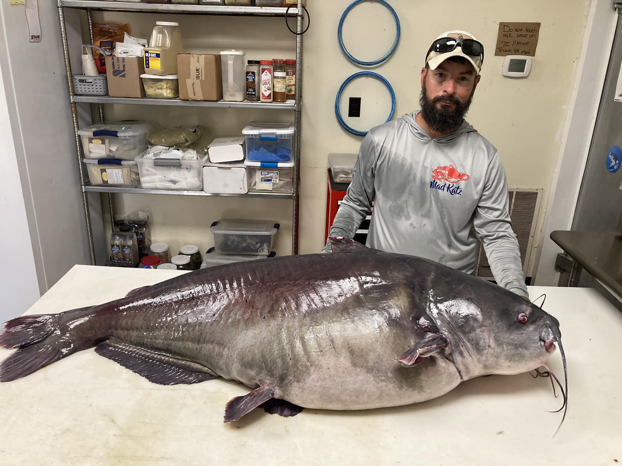 TWRA: 118 pound blue catfish could break Tennessee record - WBBJ TV