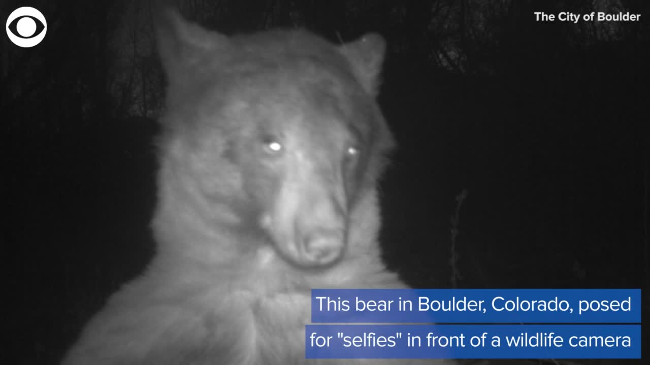 WEB EXTRA: Bear poses for 'selfies' in front of wildlife camera in ...