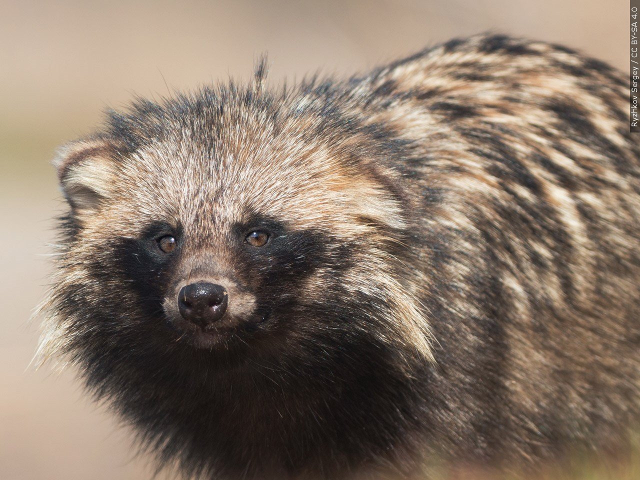 New COVID origins data point to raccoon dogs in China market - WBBJ TV
