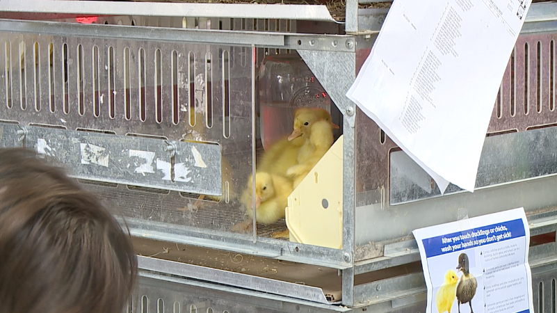 Bunny and ducks (4) - WBBJ TV