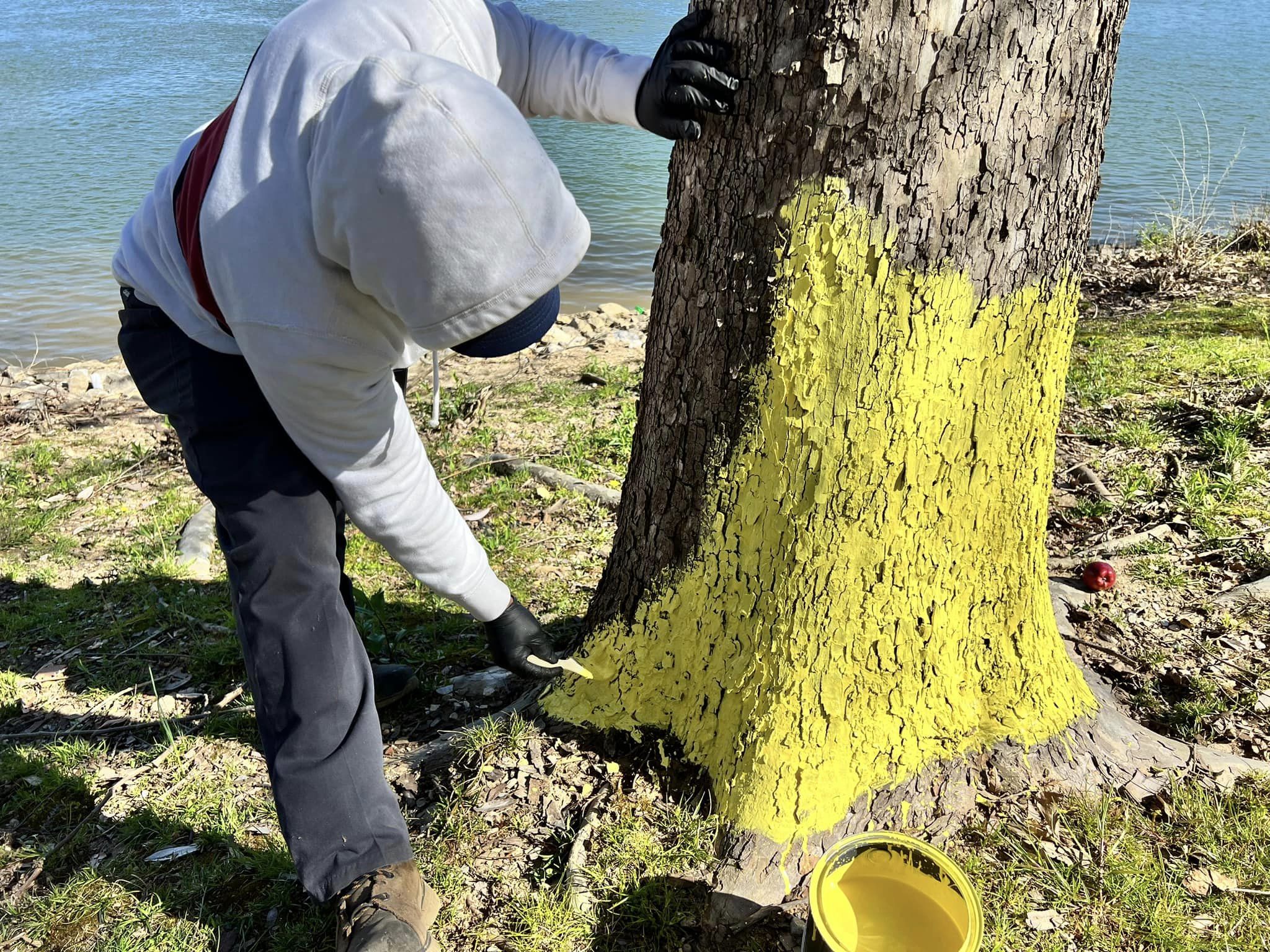 Chattanooga park finds colorful solution to beaver problem - WBBJ TV