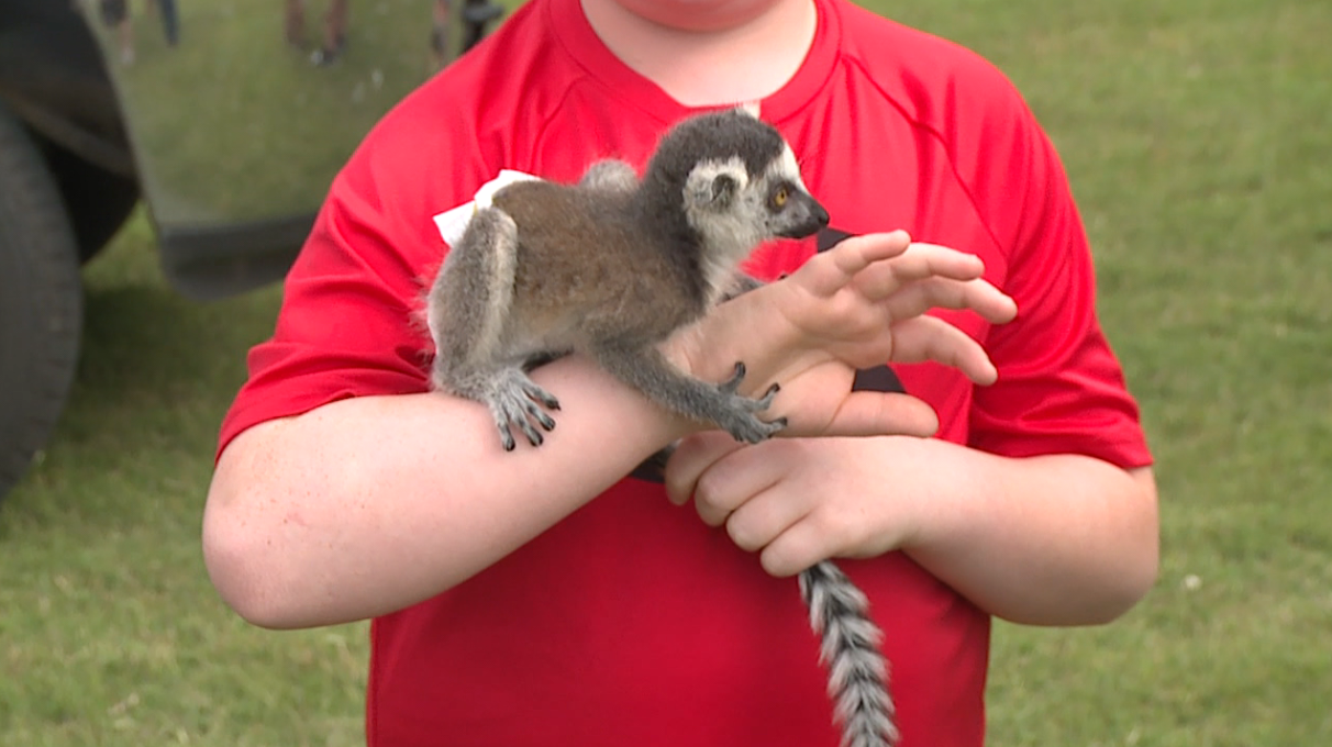 GALLERY Petting Zoo Comes To Jackson WBBJ TV gallery-petting-zoo-comes-to-jackson-wbbj-tv