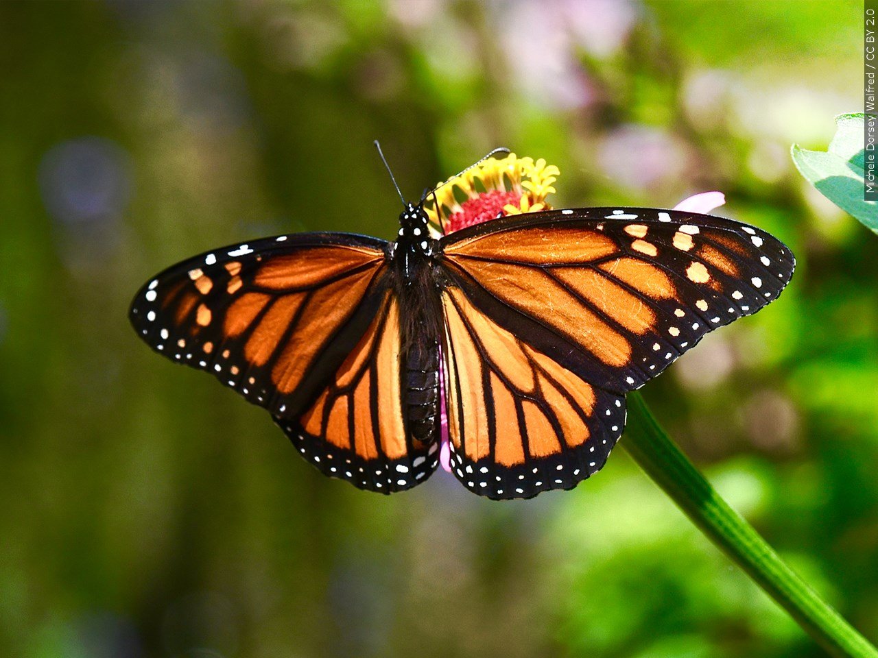 'Project Milkweed' begins to preserve butterfly habitats - WBBJ TV
